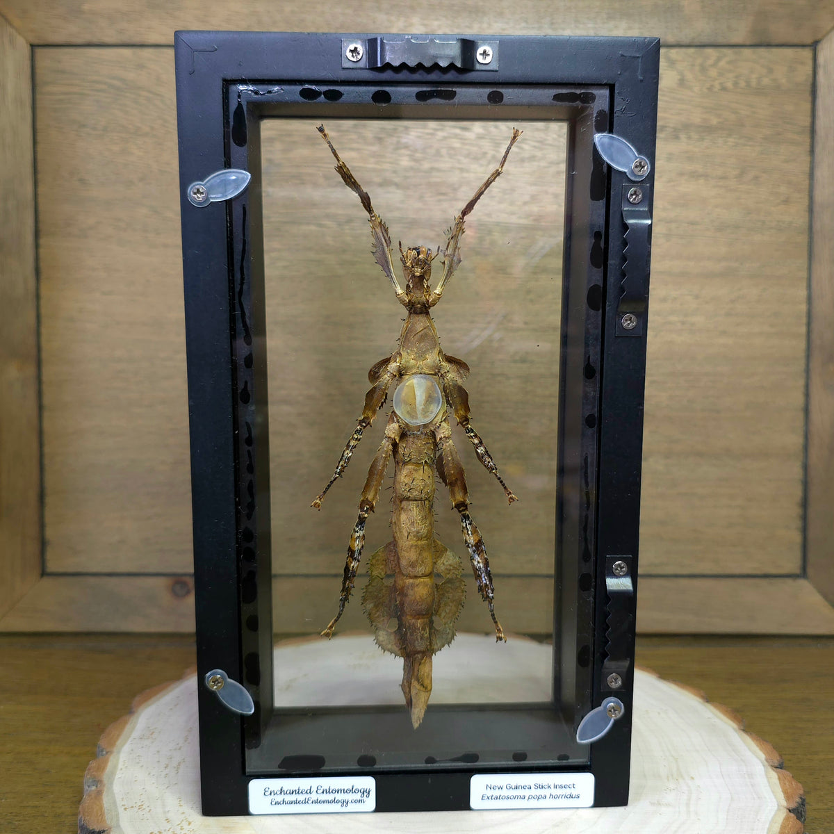 Giant Prickly Stick Insect Shadow Box Frame – Enchanted Entomology